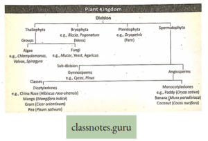 Diversity In Living Organisms Class 9 Notes - Class Notes