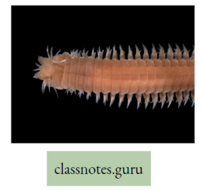 Diversity In Living Organisms Class 9 Notes - Class Notes