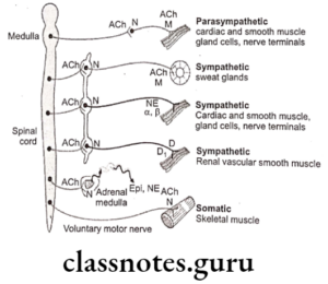 Drugs Acting On Autonomic Nervous System Notes - Class Notes