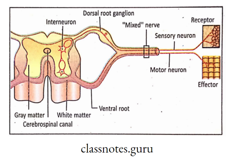 Class 10 Science Notes For Control And Co-Ordination In Living Organism ...