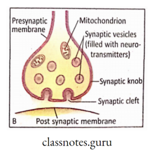 Class 10 Science Notes For Control And Co-Ordination In Living Organism ...