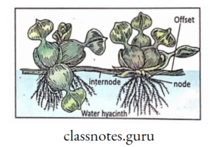Class 10 Science Notes For Continuity Of Life - Class Notes