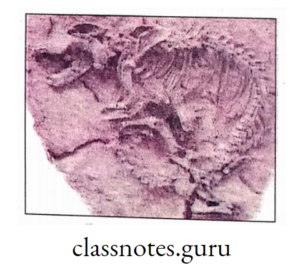 Class 10 Science Notes For Evolution And Adaptation - Class Notes