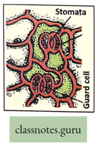 class 9 Physiological process of life Notes - Class Notes