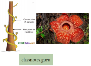 class 9 Physiological process of life Notes - Class Notes