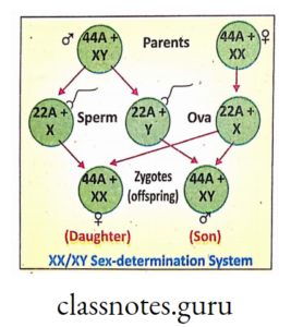 Class 10 Science Notes For Heredity And Common Genetic Diseases - Class ...