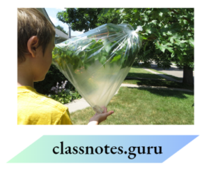 NCERT Class 6 Science Chapter 4 Getting To Know Plants Question And ...