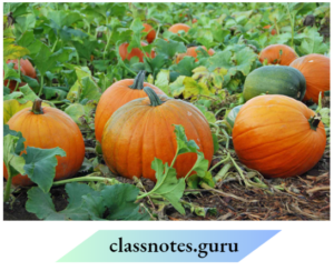 NCERT Class 6 Science Chapter 4 Getting To Know Plants Multiple Choice ...