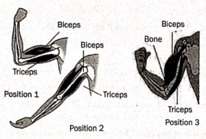 NCERT Class 6 Science Chapter 5 Body Movement Question And Answers ...