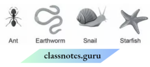 NCERT Class 6 Science Chapter 6 Questions And Answers - Class Notes