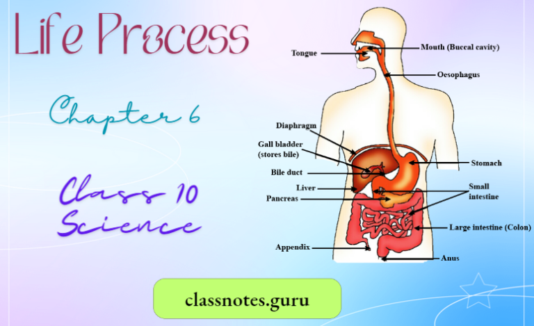 NCERT Solutions For Class 10 Science Chapter 6 Life Processes - Class Notes