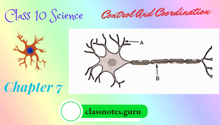 NCERT Solutions For Class 10 Science Chapter 7 Control and Coordination ...