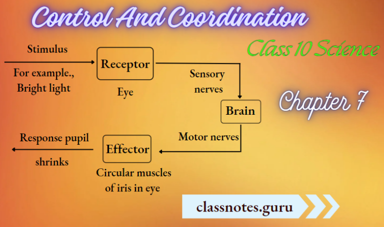 NCERT Solutions For Class 10 Science Chapter 7 Control and Coordination ...