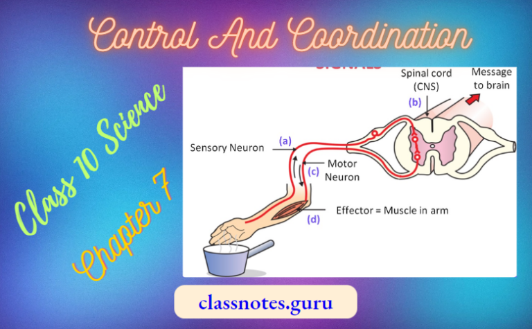 NCERT Solutions For Class 10 Science Chapter 7 Control and Coordination ...