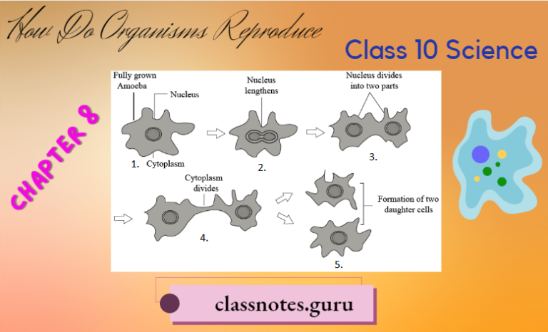 NCERT Solutions For Class 10 Science Chapter 8 How do Organisms ...