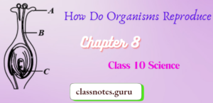 NCERT Solutions For Class 10 Science Chapter 8 How do Organisms ...