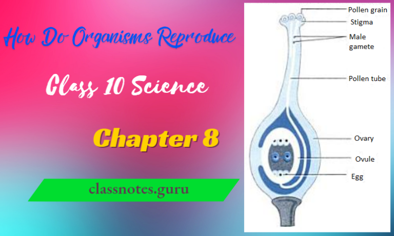 NCERT Solutions For Class 10 Science Chapter 8 How do Organisms ...