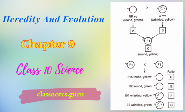 NCERT Solutions For Class 10 Science Chapter 9 Heredity And Evolution ...