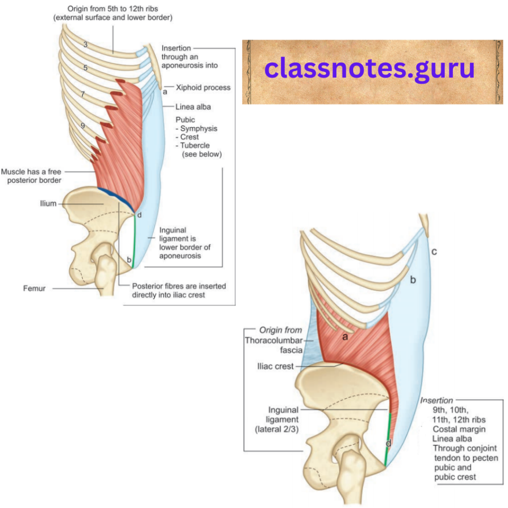 Anterior Abdominal Wall Anatomy - Class Notes