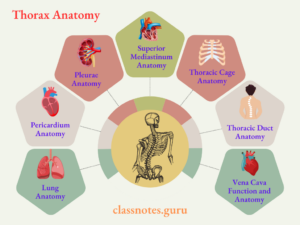 Thorax Anatomy - Class Notes